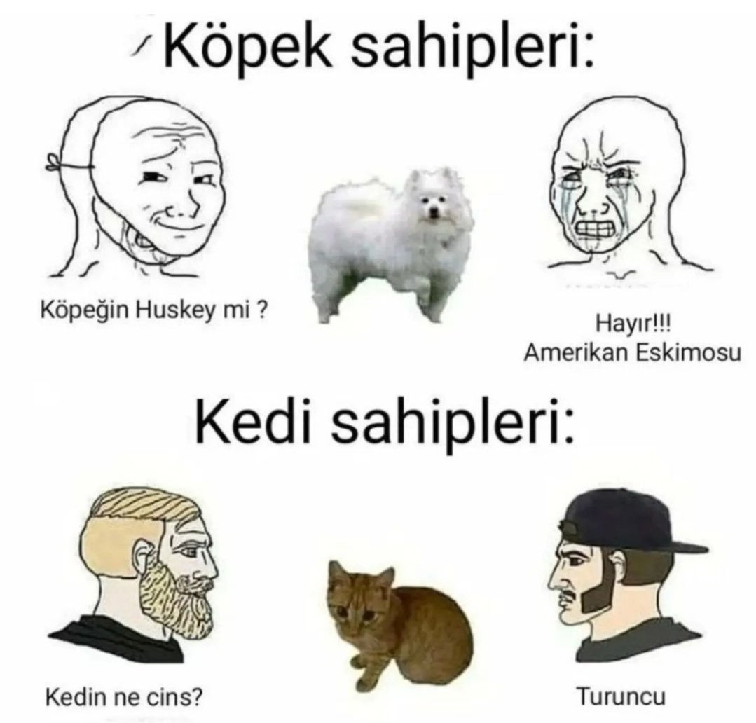 Bunu Arıyor Olabilirsin on Twitter: "239-) köpek sahipleri / kedi sahipleri"