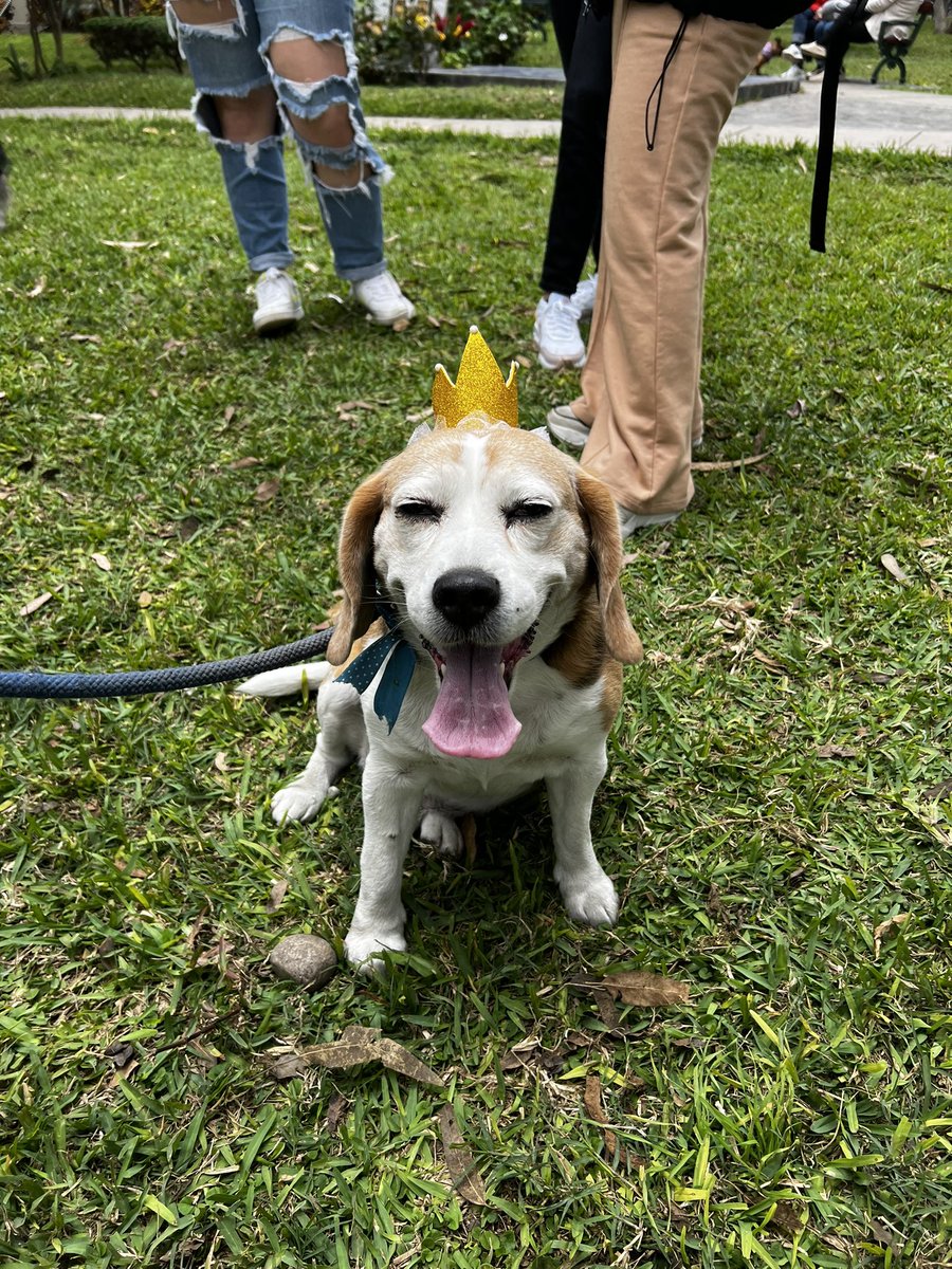 Truchita 🤠🤠 on Twitter: "Mi primera vez en un cumpleaños perruno"