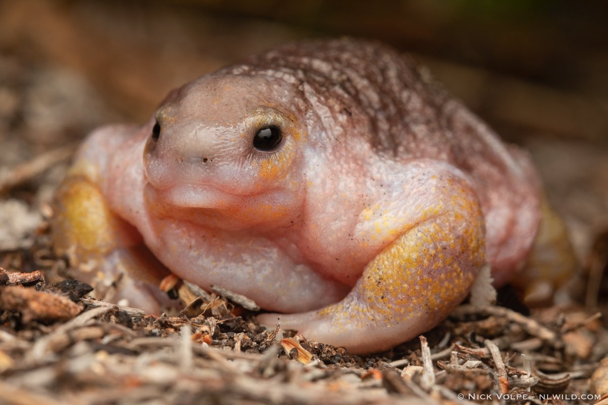 troy farah on Twitter: "RT @nvolpewild: The odd frog out! 🐸 No this isn't something from another ...