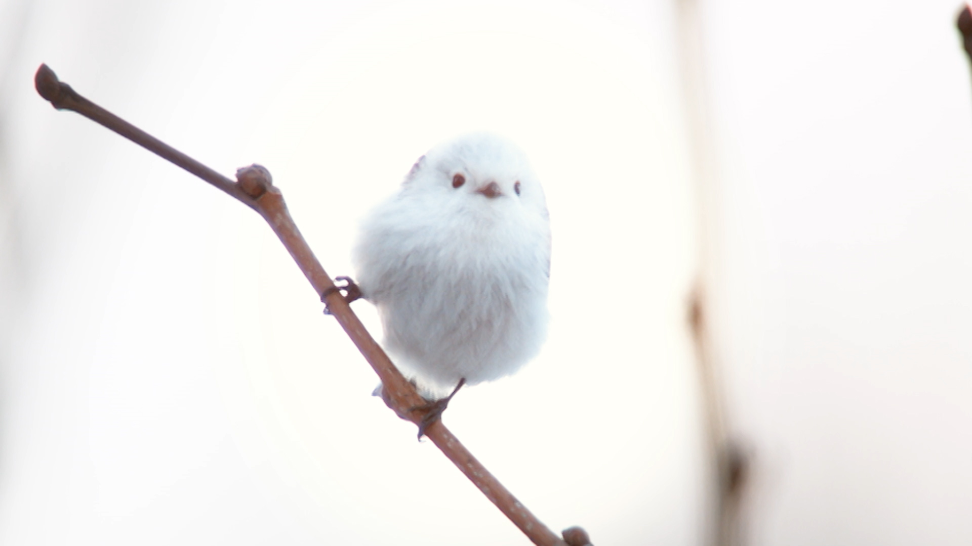 鈴木俊貴 Toshitaka Suzuki (@toshitaka_szk) / Twitter