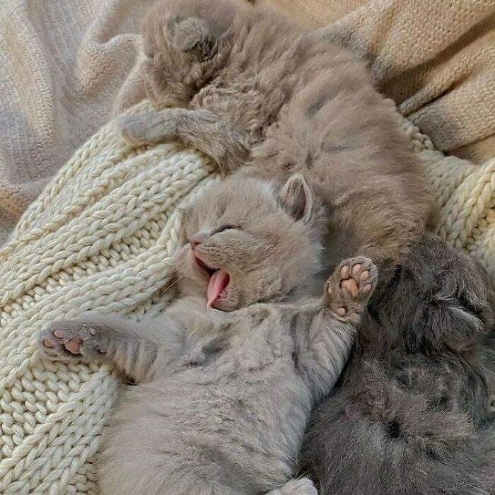 Sunday snoozing 😂 ️🌈 #cats #CatsofTwittter #CatsLover #CatsOnTwitter # ...