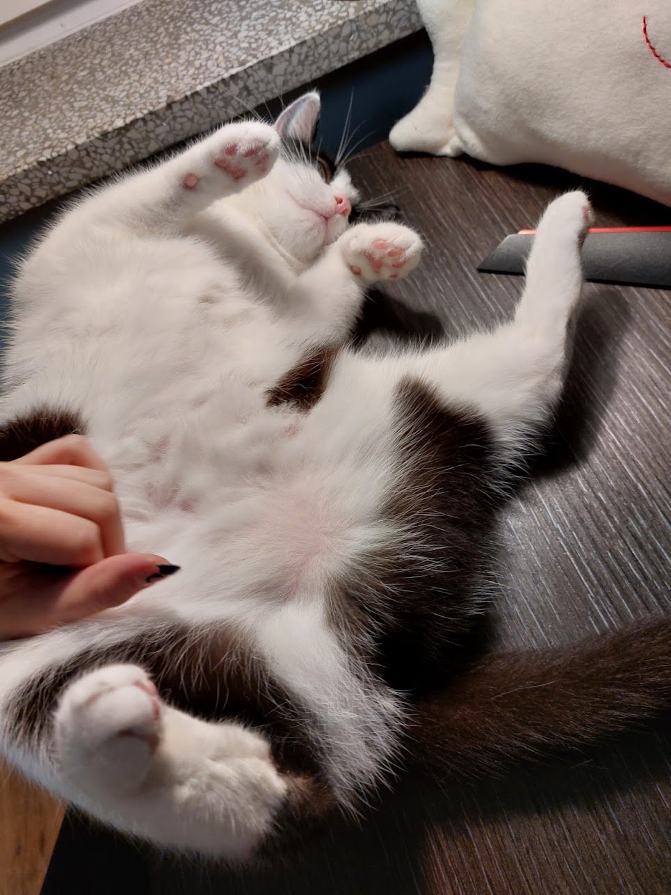 ven | tired on Twitter: "@celebriell shh no exploding, just petting her soft tummy https://t.co ...