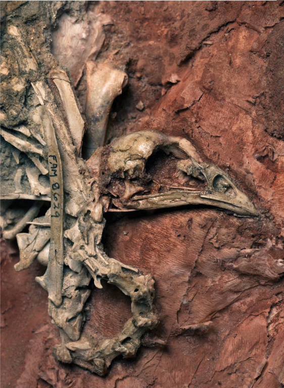 Paleontologists discovered an unknown dinosaur fossil in a museum’s ...