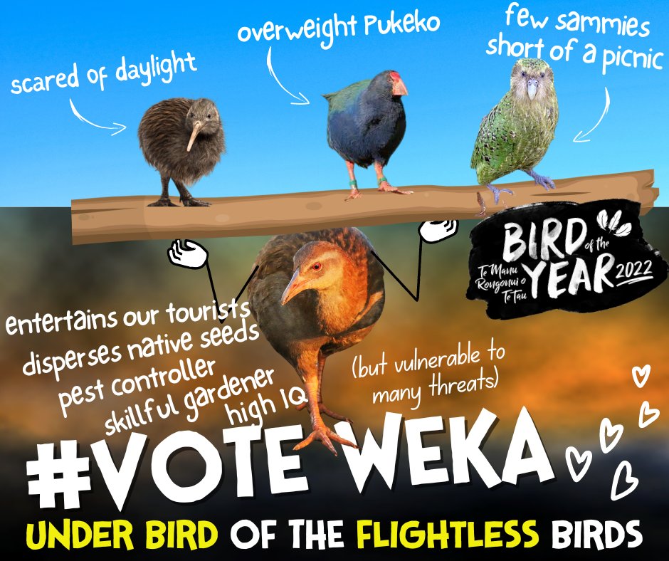 Weka Bird
