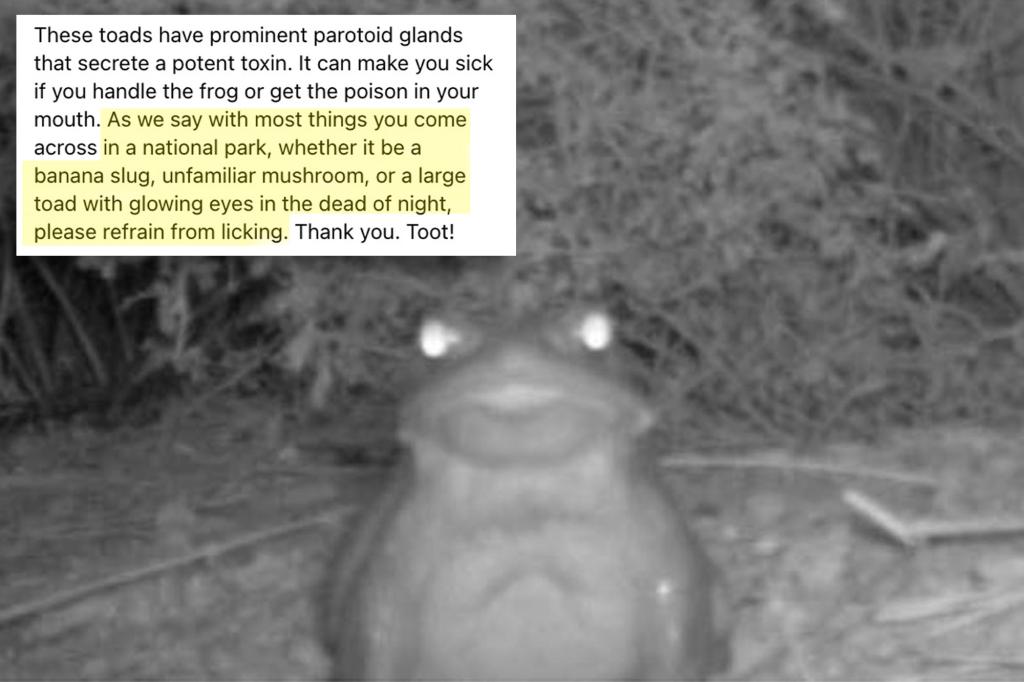 New York Post on Twitter: "National Park Service begs visitors to stop licking toads to get high ...