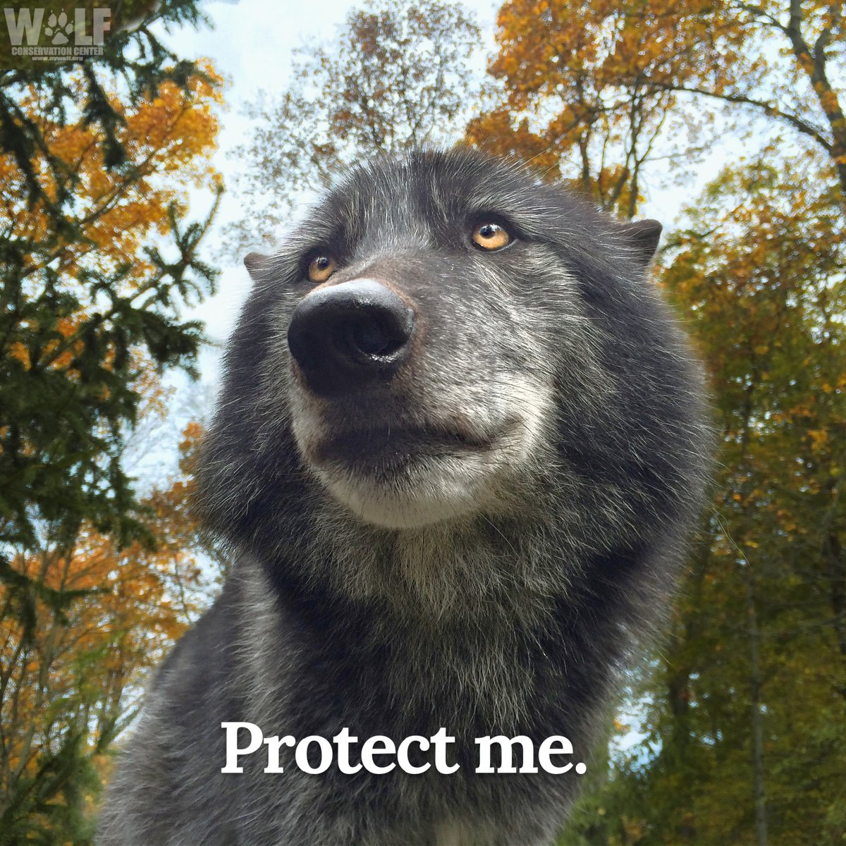 chii on Twitter: "RT @nywolforg: 47 wolves have been killed so far in Montana's controversial ...