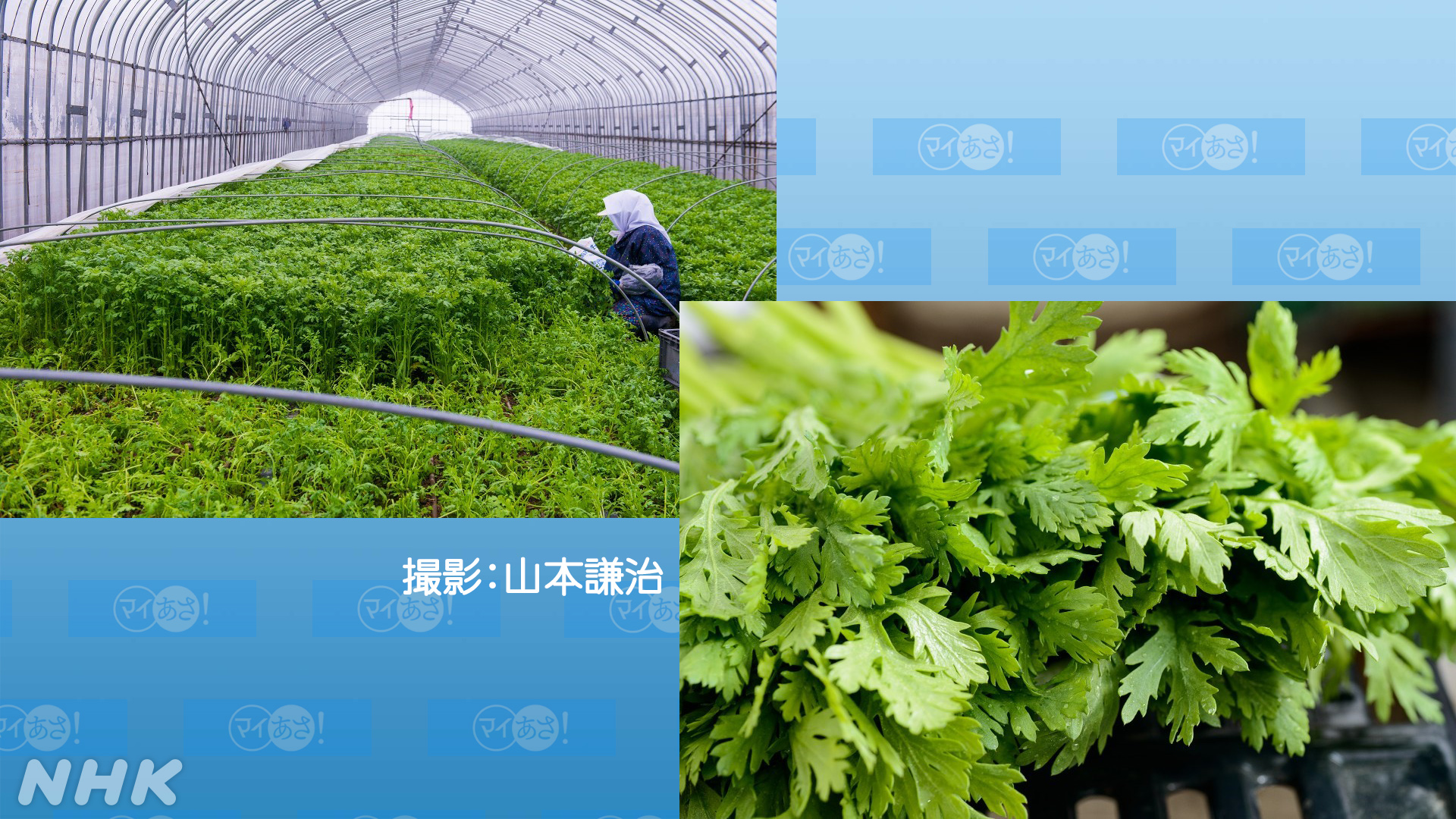 NHKラジオニュース on Twitter: "＃マイあさ 山本さんが訪れた春菊のハウスの様子です。 https://t.co/2QC7sSicOO https://t.co ...