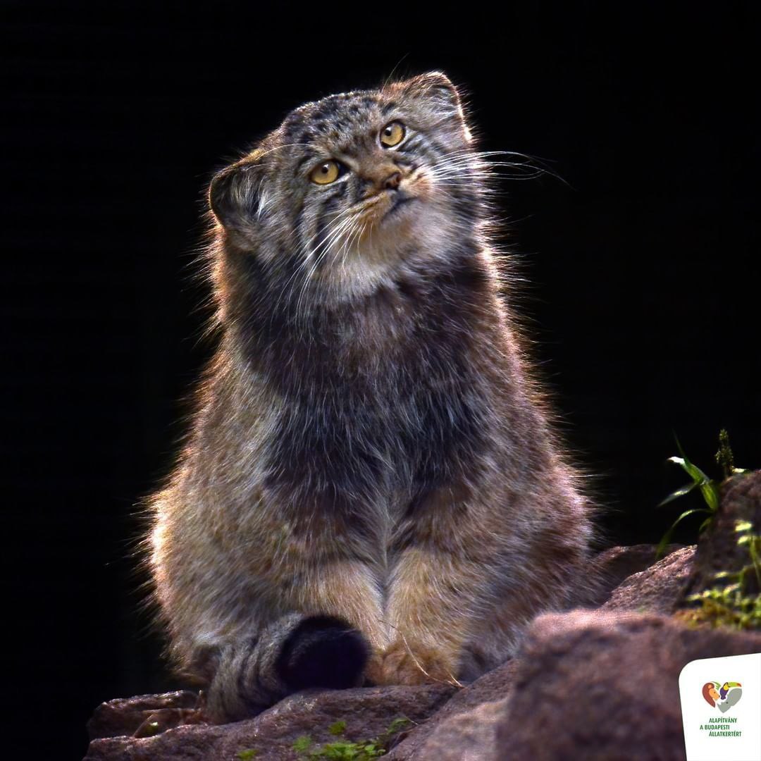 Daily Manul on Twitter: "https://t.co/4lUWxg5xDr" / Twitter