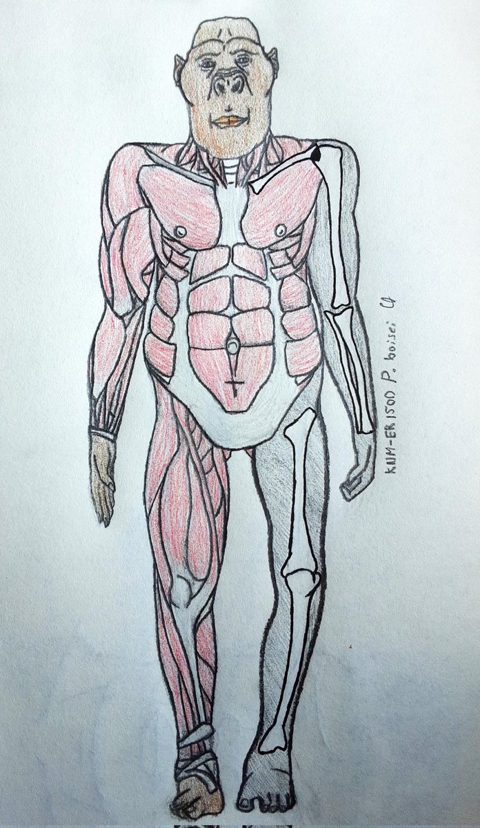 Clumsystiggy ๐ On Twitter Musculoskeletal Diagram Of Paranthropus Boisei Based In The
