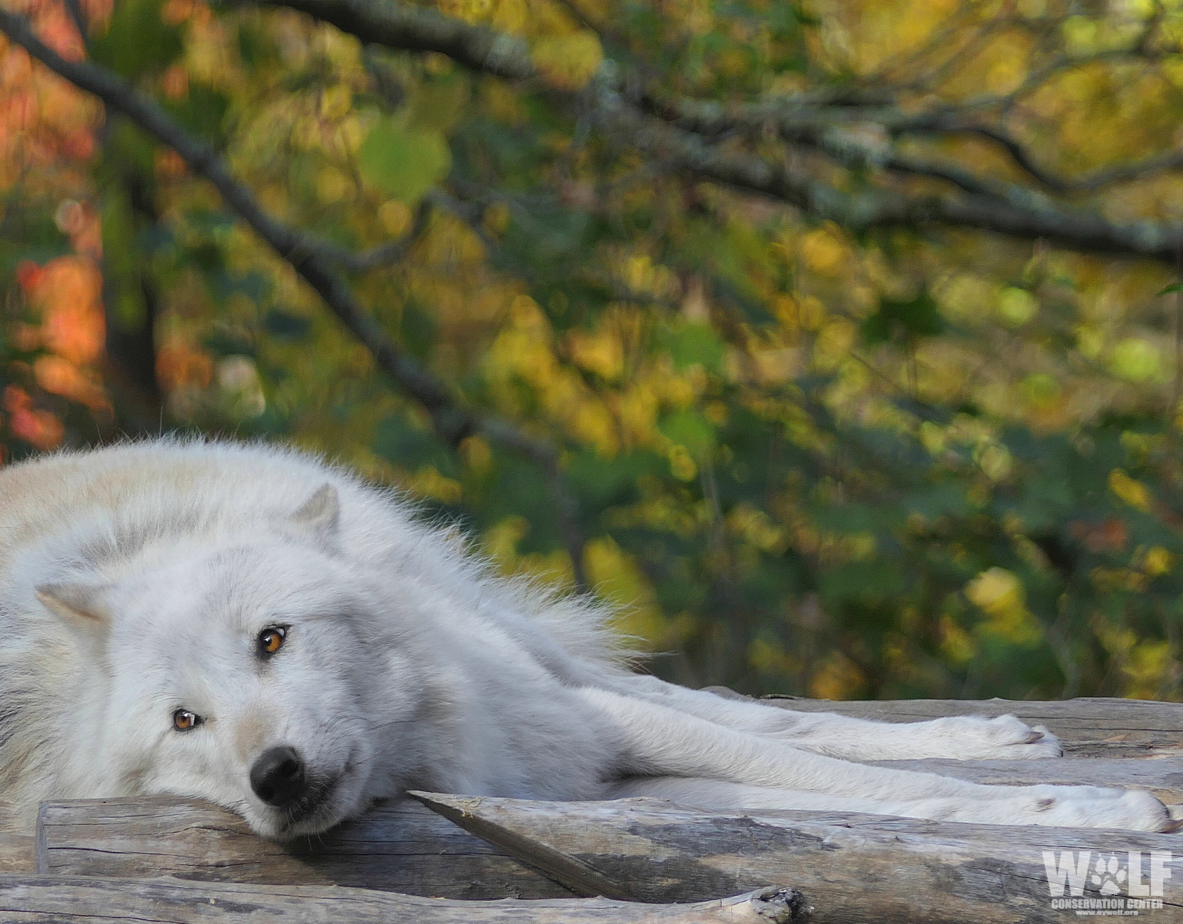 White Wolf Lying Down