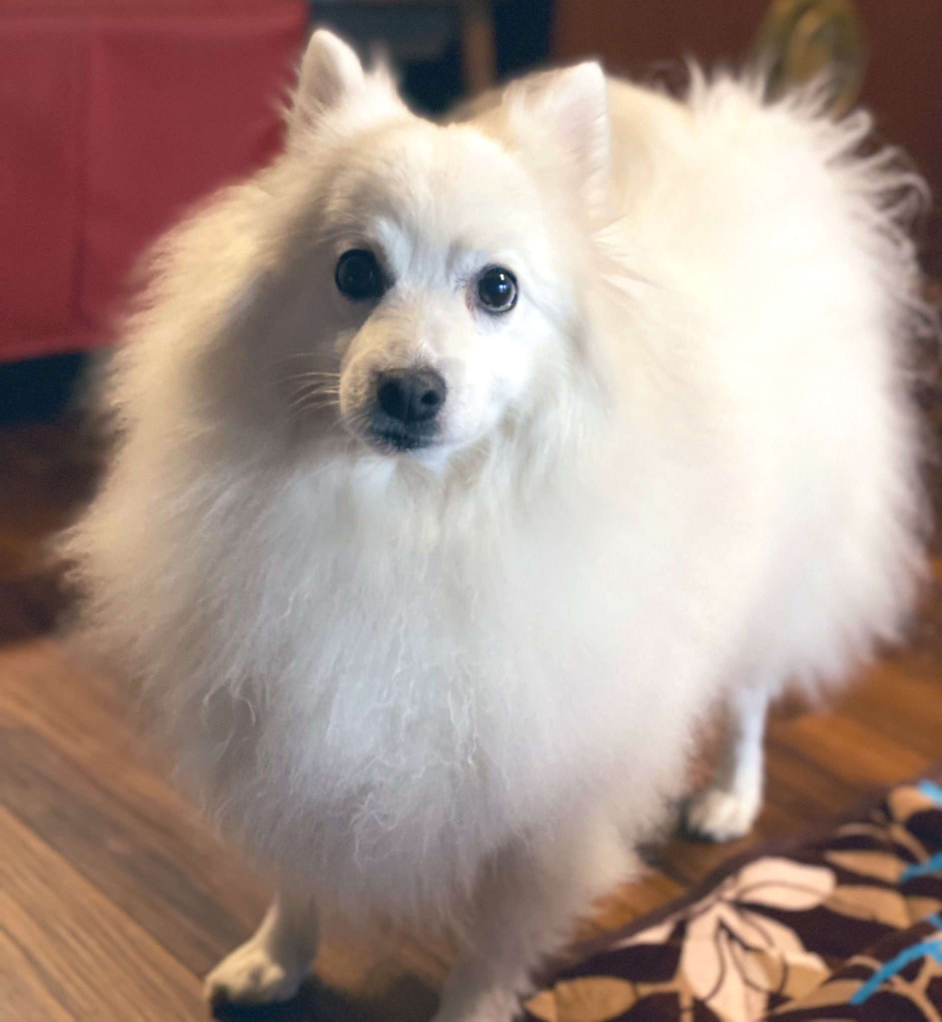 蓮舫💙💛RENHO🇯🇵 on Twitter: "おはよう😃 まだ6時前だよ、うるる君… うんうんうん、お散歩だね🏃‍♂️ 行こう行こう！！ https://t.co/IejliARQwA ...