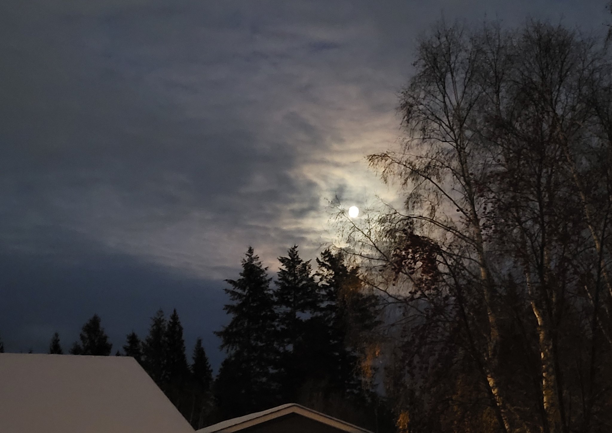 Newfie Livingaway(Trish) 🫐 on Twitter: "The rooftops are covered in snow. Our winter is here ...