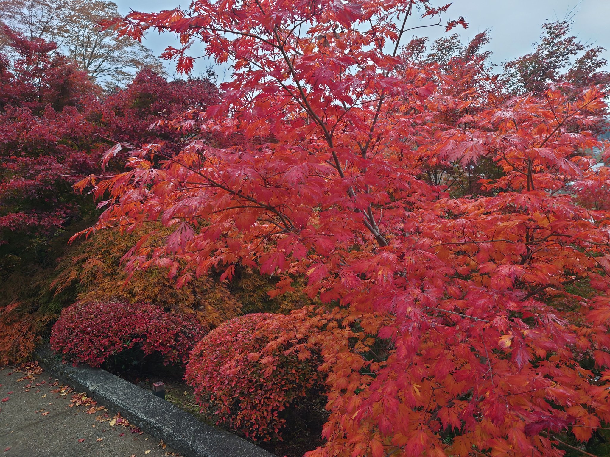 PON助 on Twitter: PON助 on Twitter:
