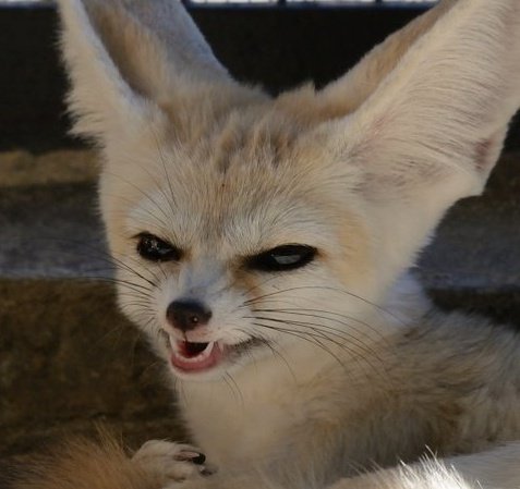 Angry Fennec Fox