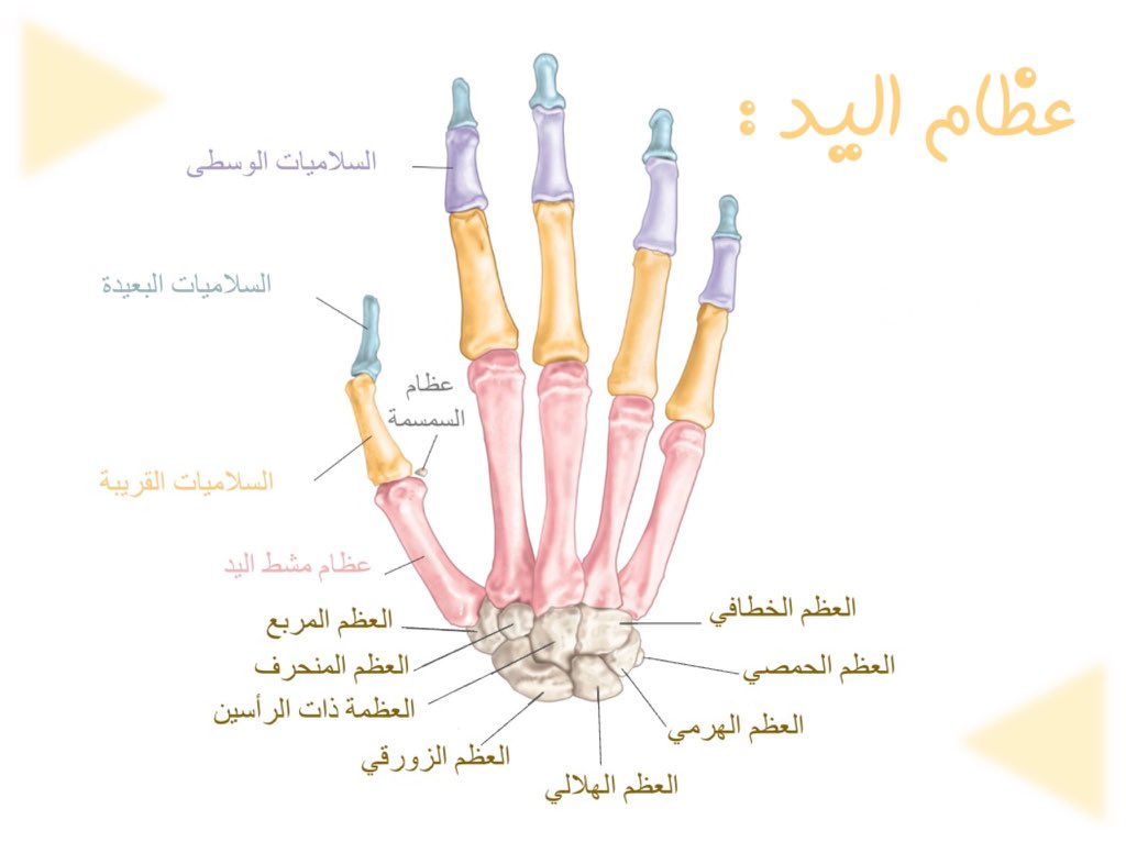 السقوط على يد ممدودة أو FOOSH (Fall on out stretched hand) يعد من أكثر ...