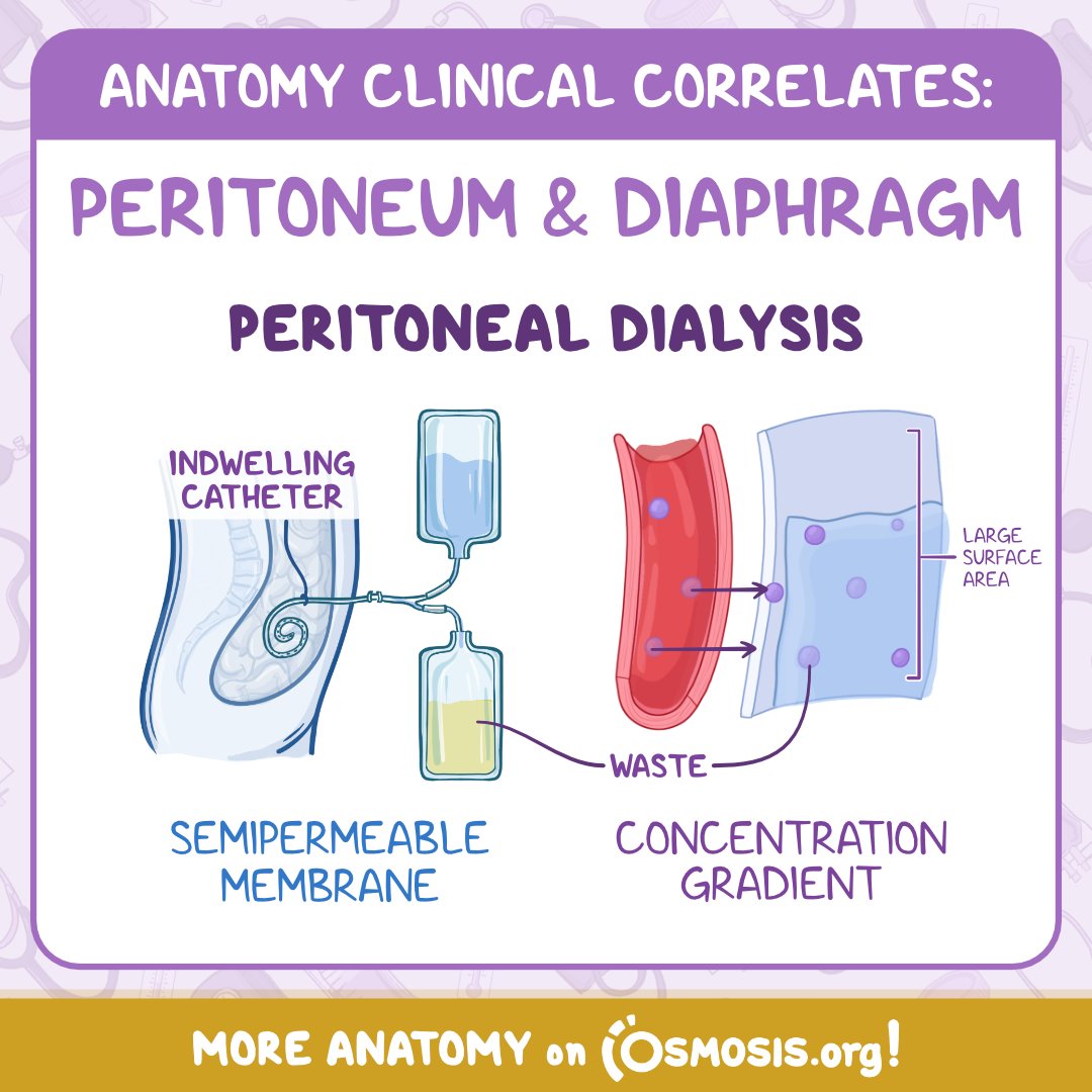 Serous Membrane Peritoneum