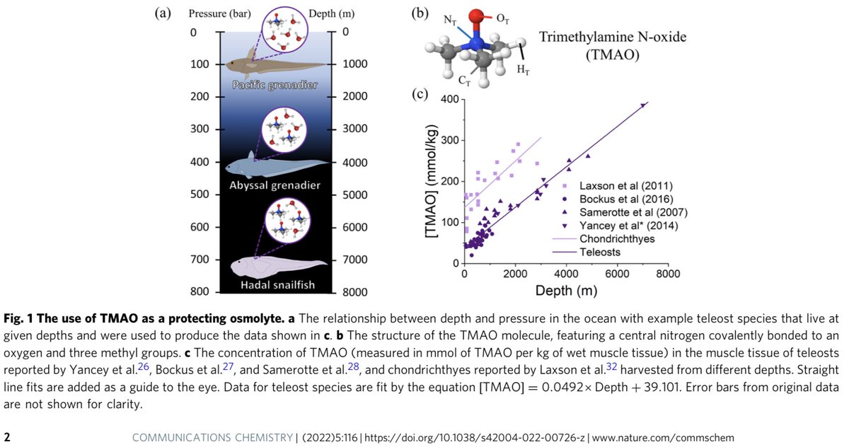 Are there fish in the very deepest parts of the ocean? The answer is ...