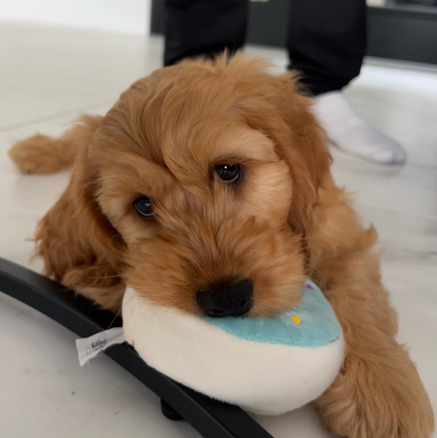 Ralph on Twitter: "Chewy Boy https://t.co/iAoyz1JTXt" / Twitter