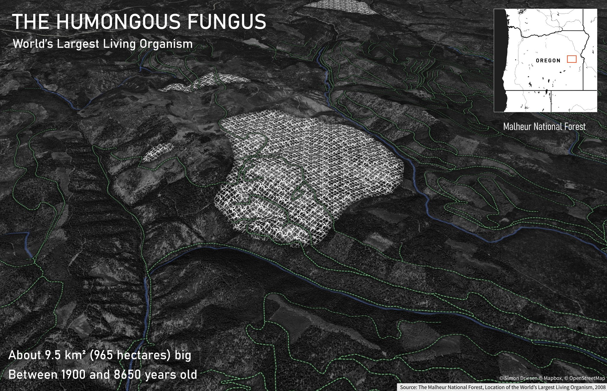Simon Driesen on Twitter: "Day 6: Network Did you know the word largest living organism is ...