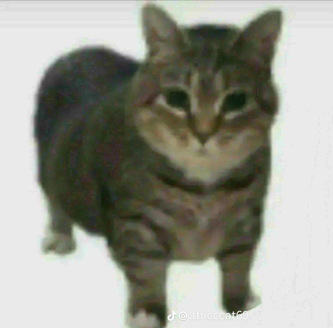 Tumblr Transparent Cat Whiskers