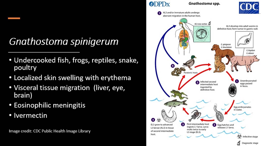 Cutaneous Larva Migrans Life Cycle
