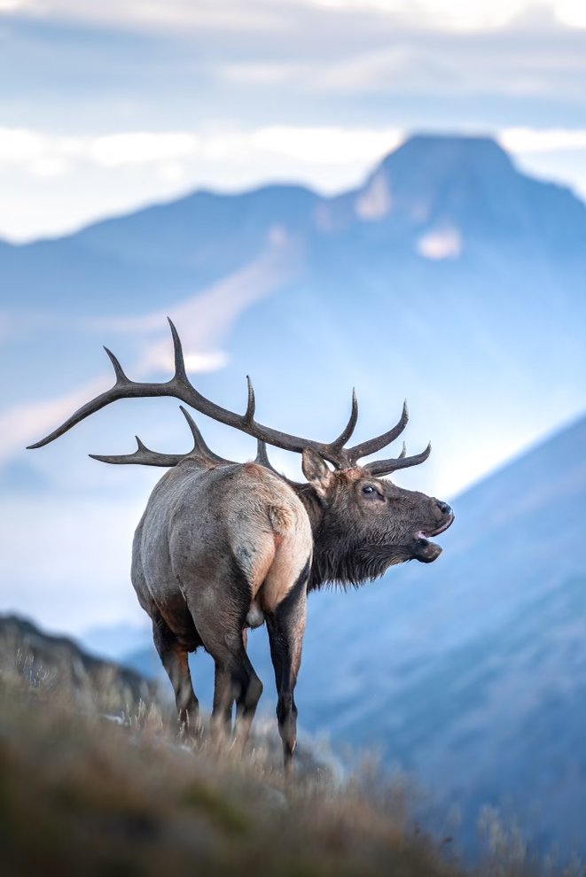 Elk Wallpaper