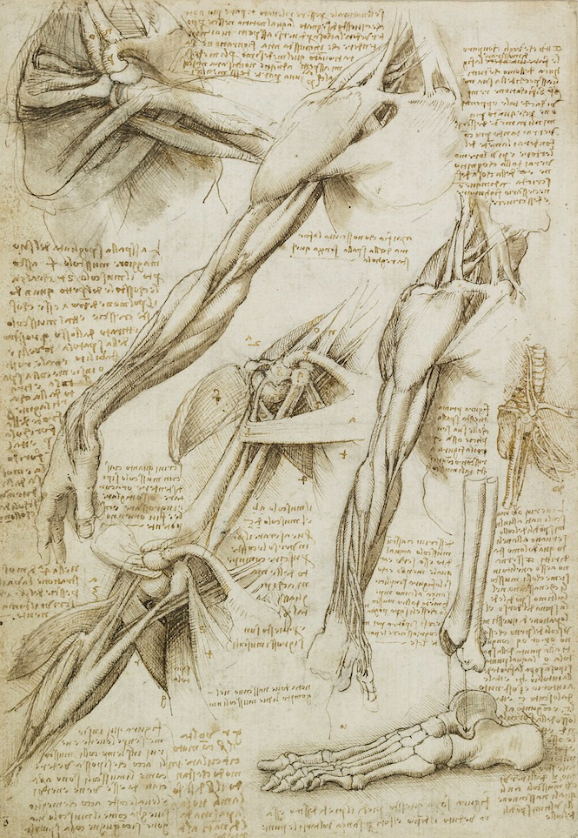 Your complete guide to muscle building. The real science behind getting ...