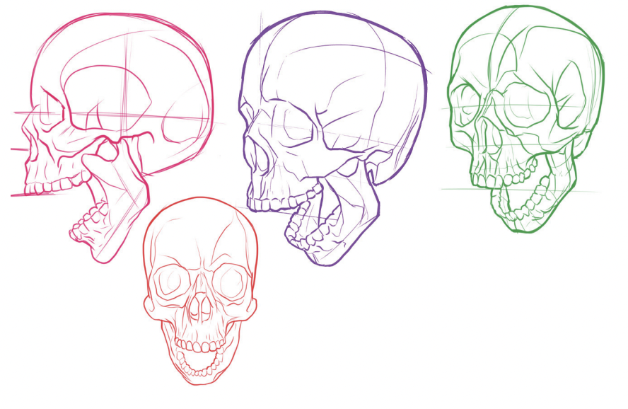 Human Skull Drawing Reference