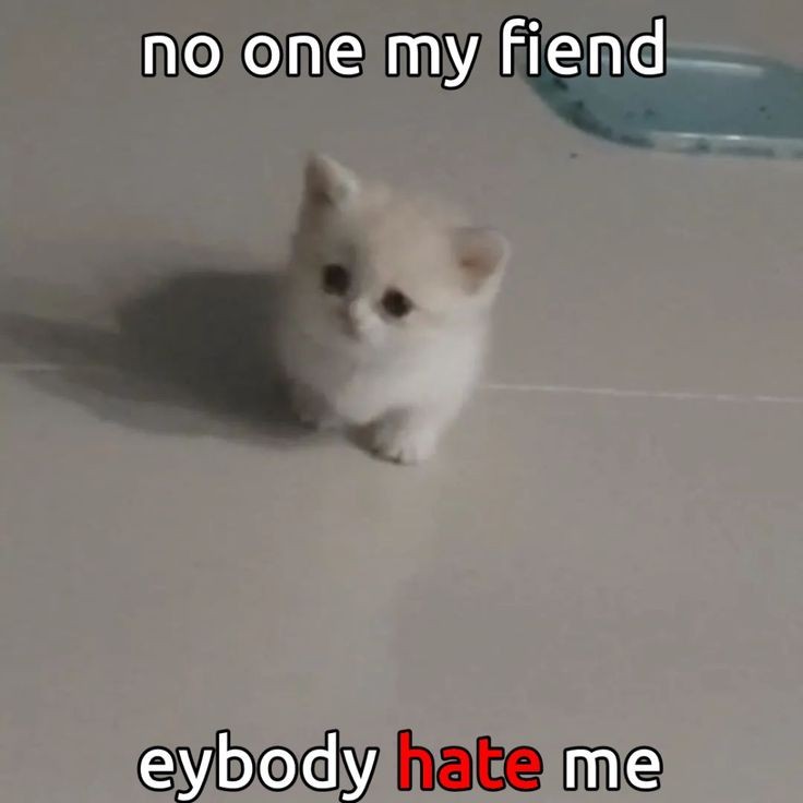 smol silly cat on Twitter: "https://t.co/UAzBBEyjZH" / Twitter