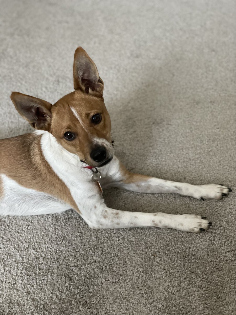 Can A Basenji Eat Slim Jim