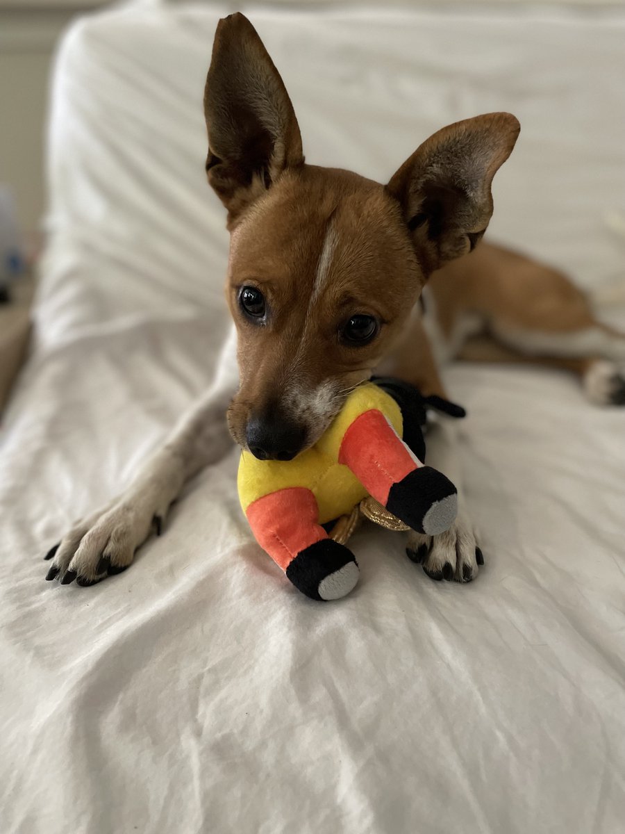 Can A Basenji Eat Slim Jim
