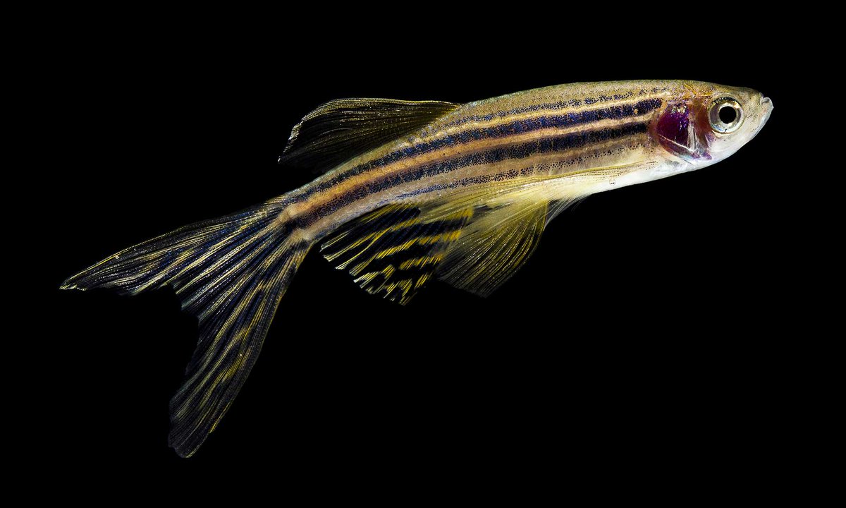 Yellow Zebra Fish