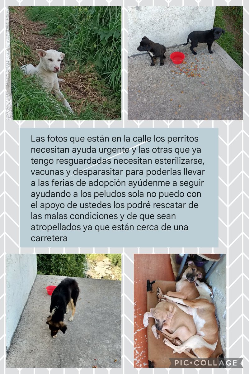 La Reina de los perritos on Twitter: La Reina de los perritos on Twitter: