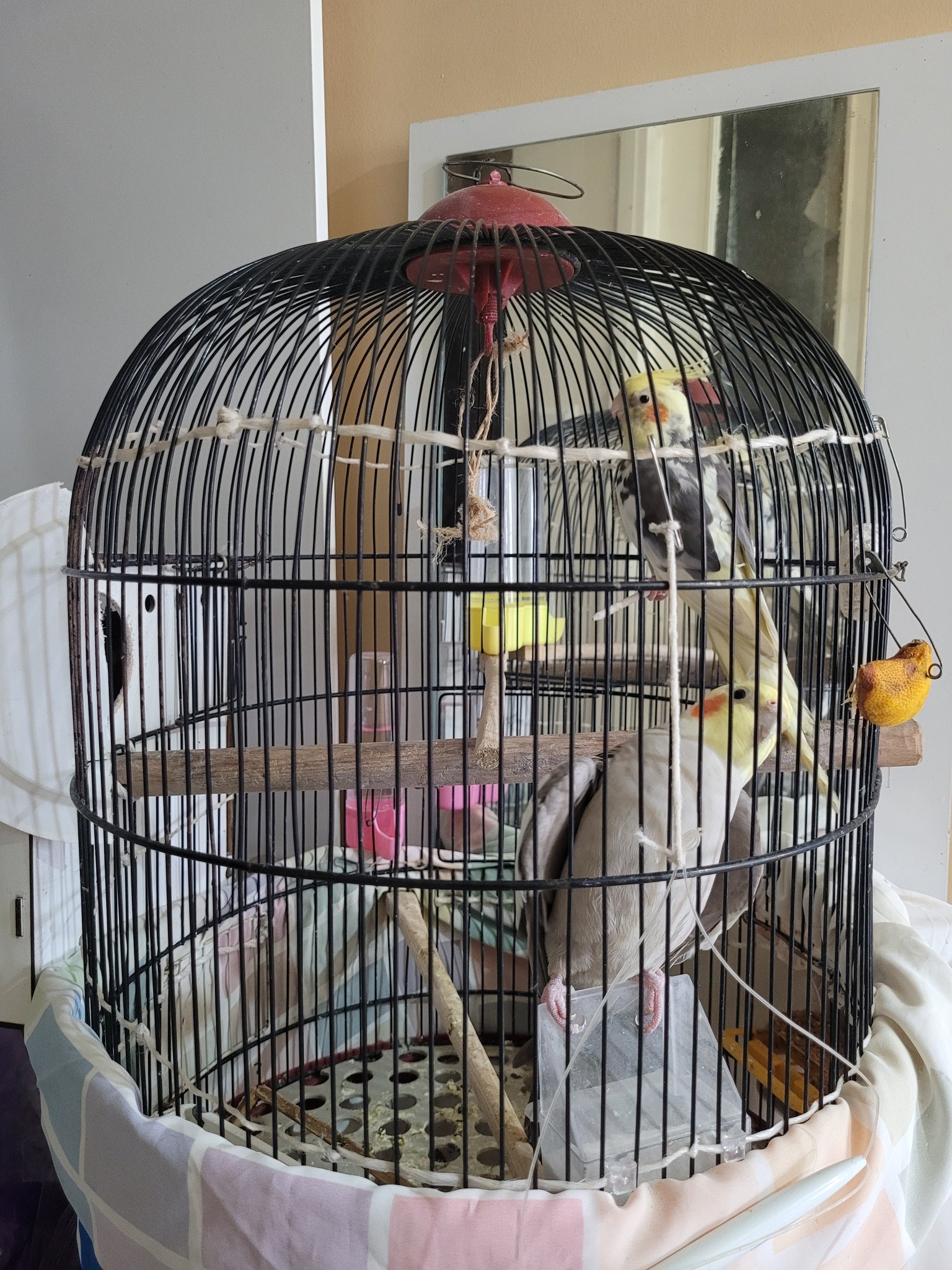 iris on Twitter: "1+1 kafes bıcır bıcır manita https://t.co/4XD8C0HUNj" / Twitter