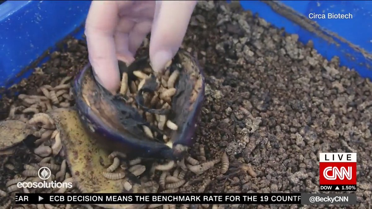 This company is using insects to transform organic waste and improve ...