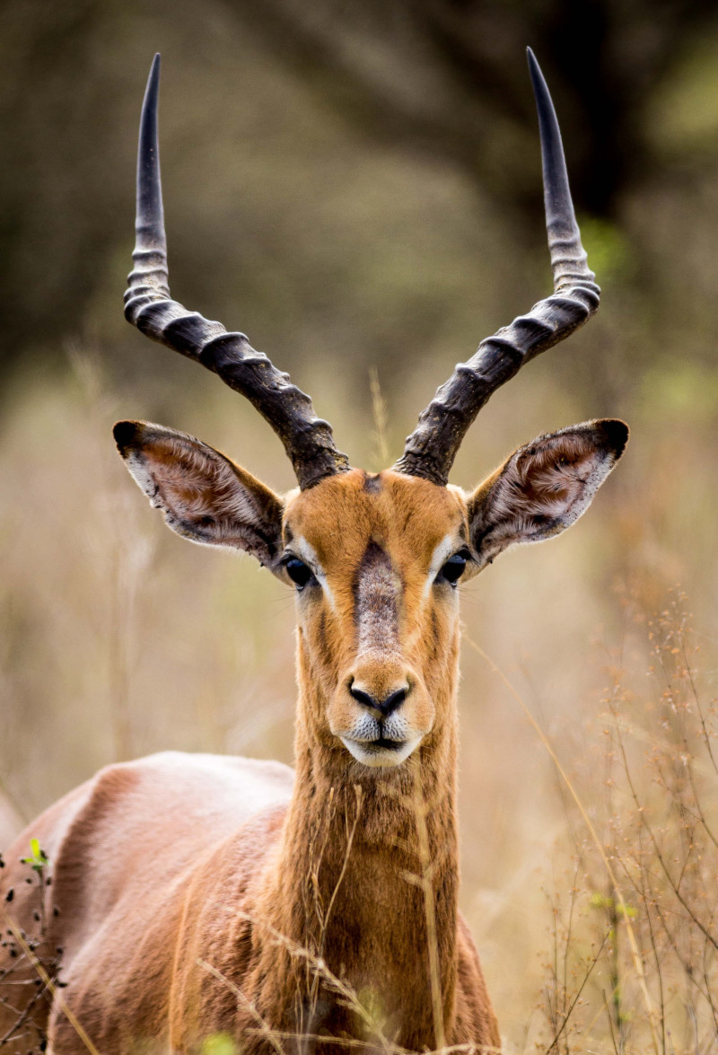 Apache - The ASF on Twitter: "The Apache Impala team is pleased to announce the release of ...