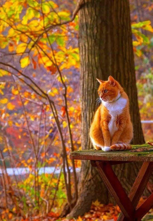 🍁 Happy Weekend 🍁 #CatsOfTwitter #Cat #catlovers #cats #weekend # ...