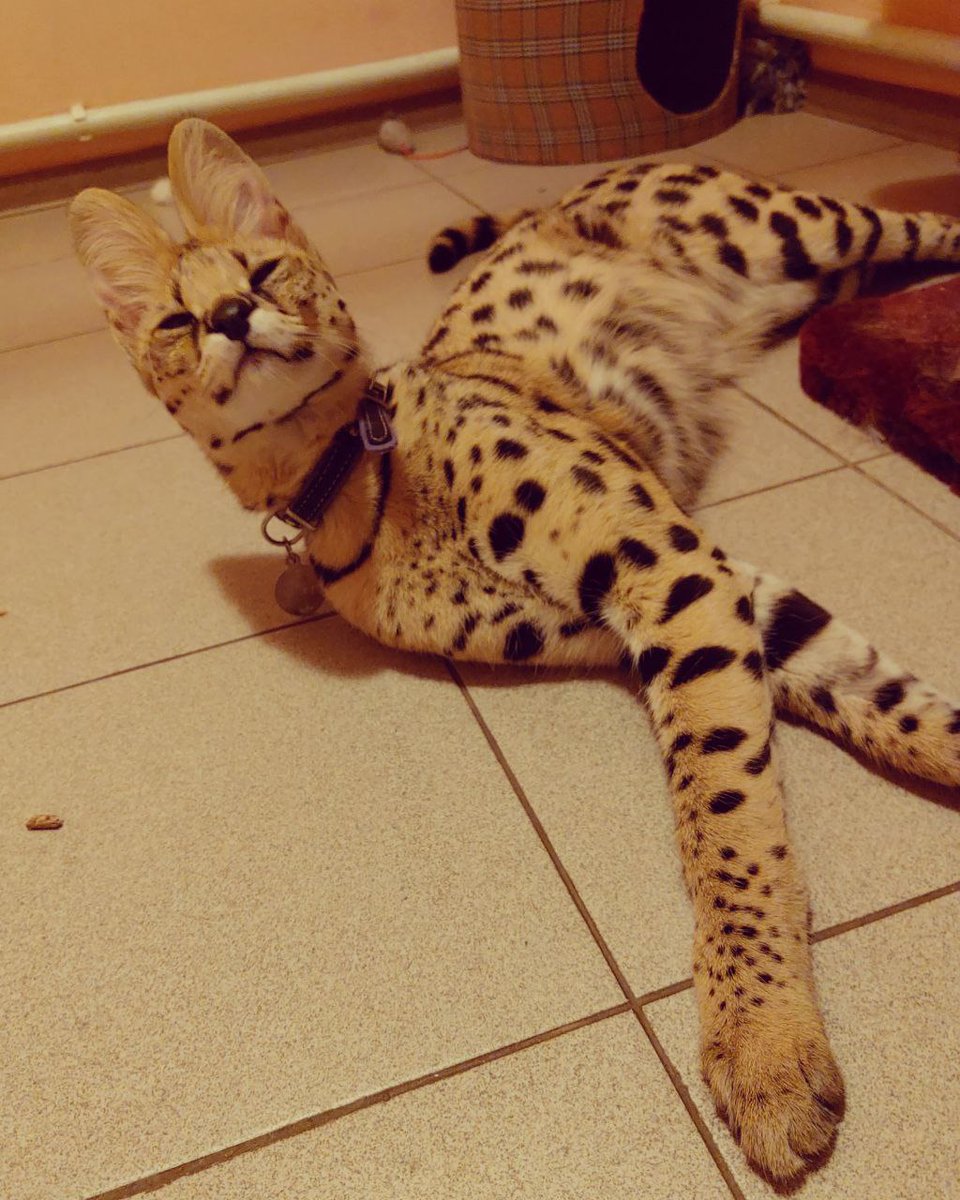 Flash W (open for commissions) on Twitter: "It's time for awesome serval in your feed :3"