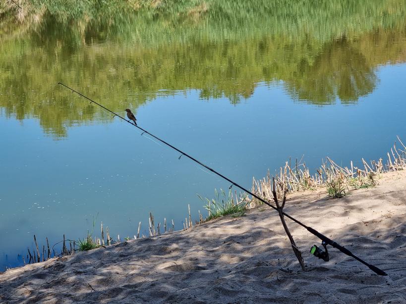 Rene Nel on Twitter: "Maklik om te hengel langs die rivier. As die voëltjie afval, dan het n vis ...