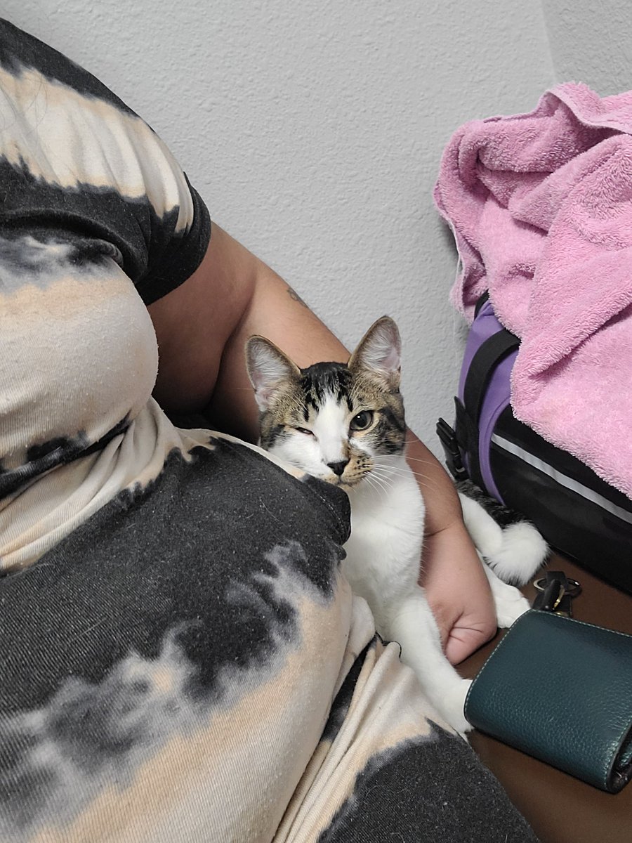 Crystal Blue 420 on Twitter: "Poor baby Nandor had to go to the vet today the kittens were ...