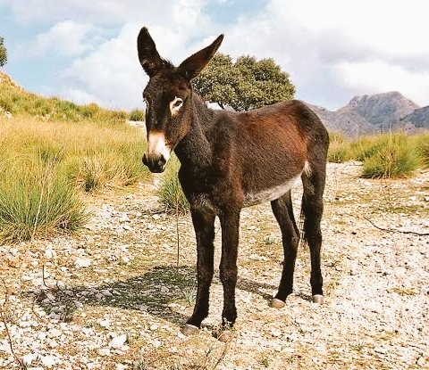 The Conduct Of Prophet Muhammad ﷺ With Animals... [Thread] 🧵 - Thread ...