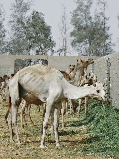 The Conduct Of Prophet Muhammad ﷺ With Animals... [Thread] 🧵 - Thread ...