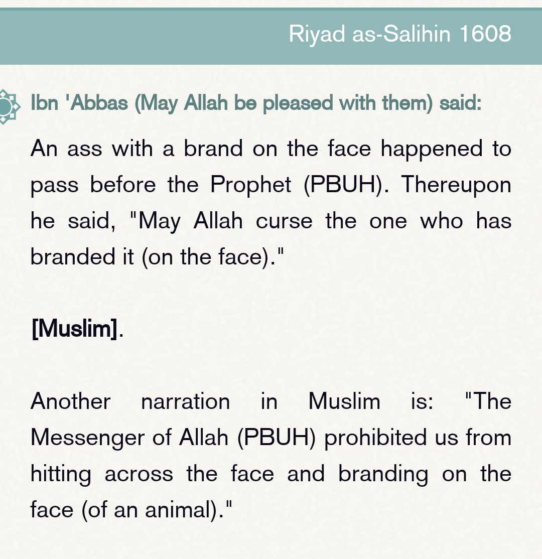 The Conduct Of Prophet Muhammad ﷺ With Animals... [Thread] 🧵 ...