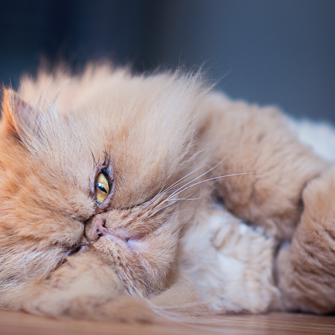 Grumpy Cat Sleeping Meme