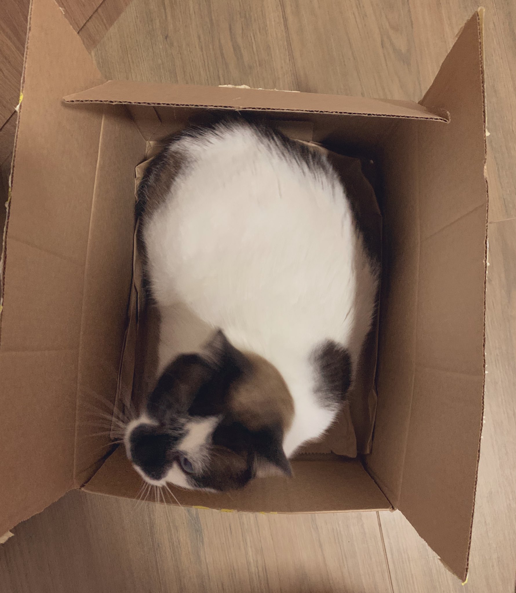 🌸nanoless Patreon Sinsyn On Twitter Catto 4sdbtokuvm