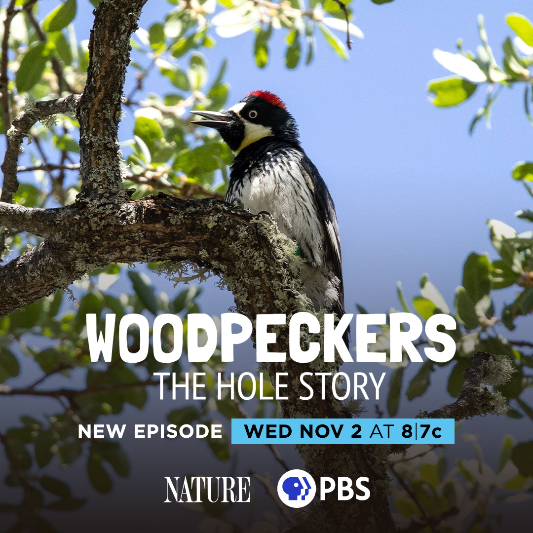 PBS on Twitter: "They make an unmistakable sound, but woodpeckers are ...