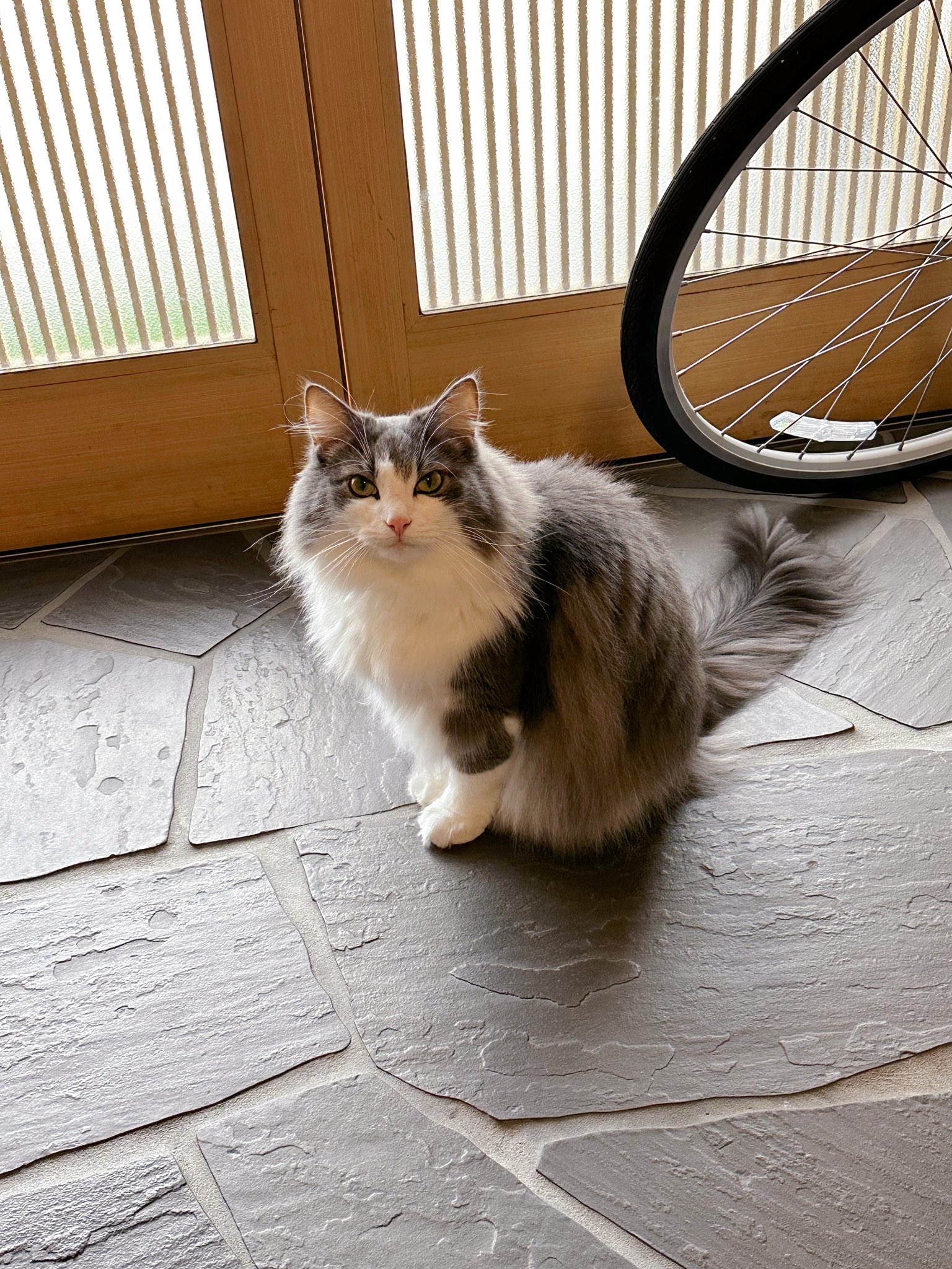 小琉璃 (@rurikobaka) / Twitter