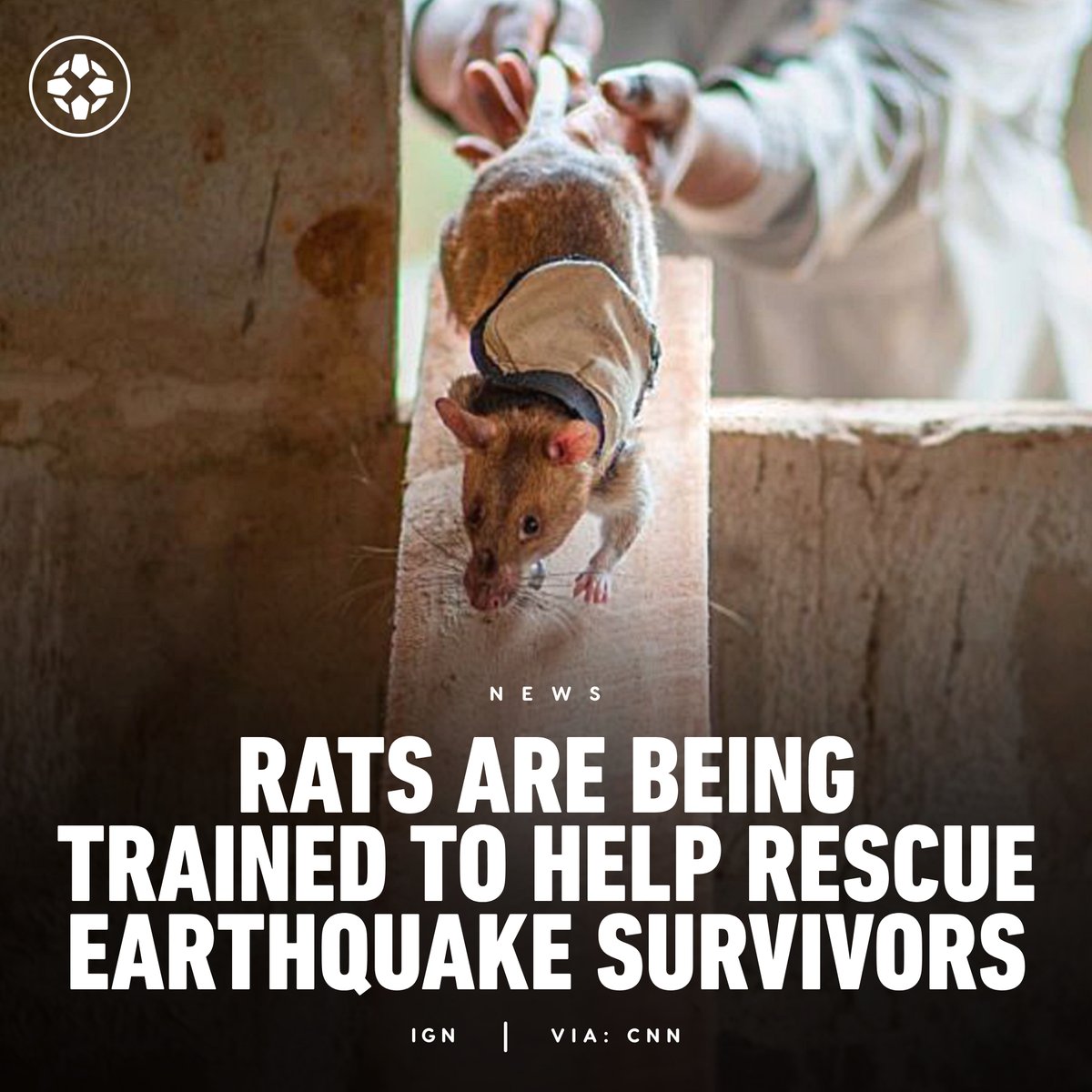 APOPO, a Belgian non-profit, is hoping rats with high-tech backpacks ...