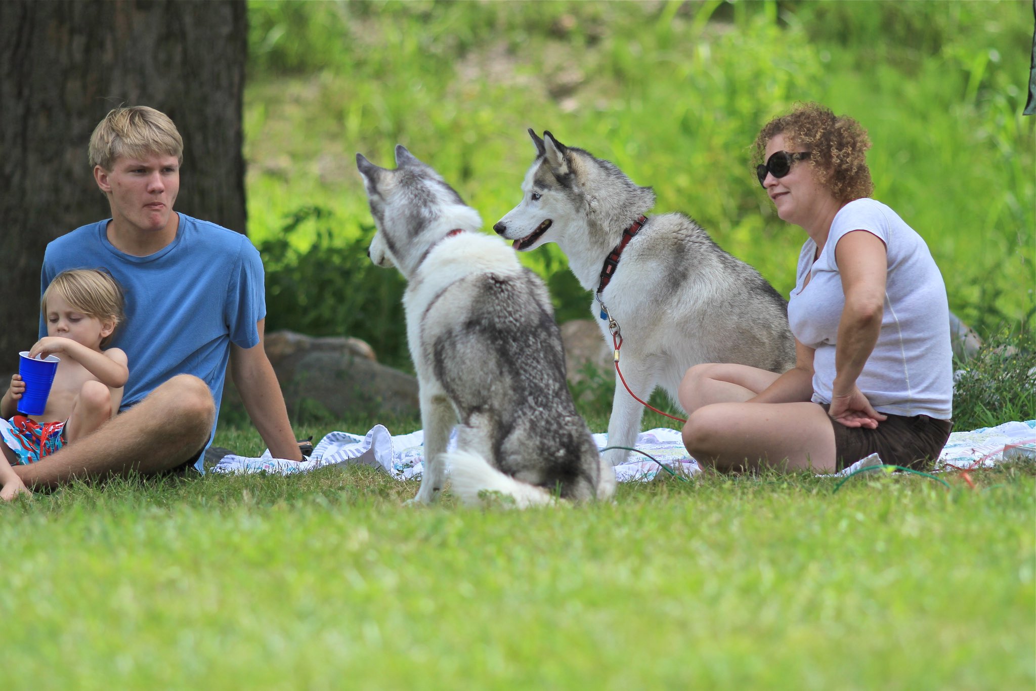 Amanda Wolf on Twitter: "@TMZ How does anyone with a soul do this to a beautiful dog! https://t ...