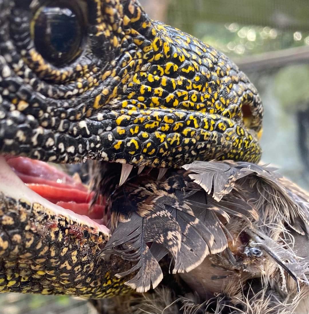 Crocodile Monitor Bite